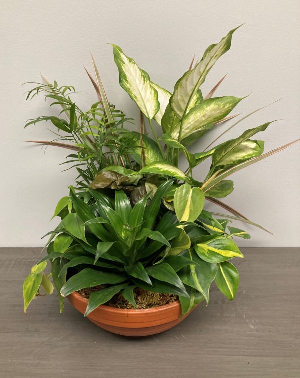 10″ CLAY GARDEN – Nunan Florist and Greenhouses