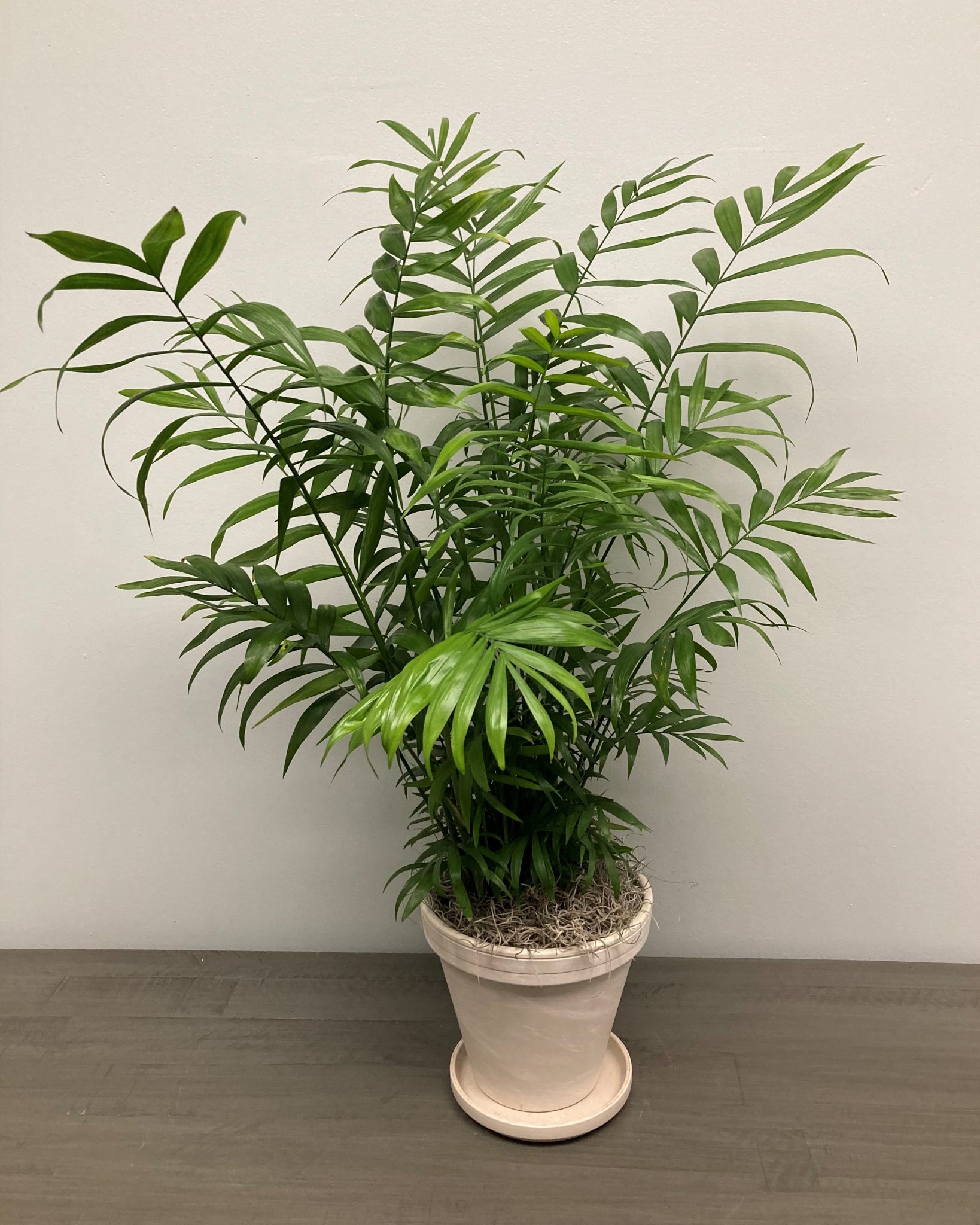 BELLA PALM – Nunan Florist and Greenhouses