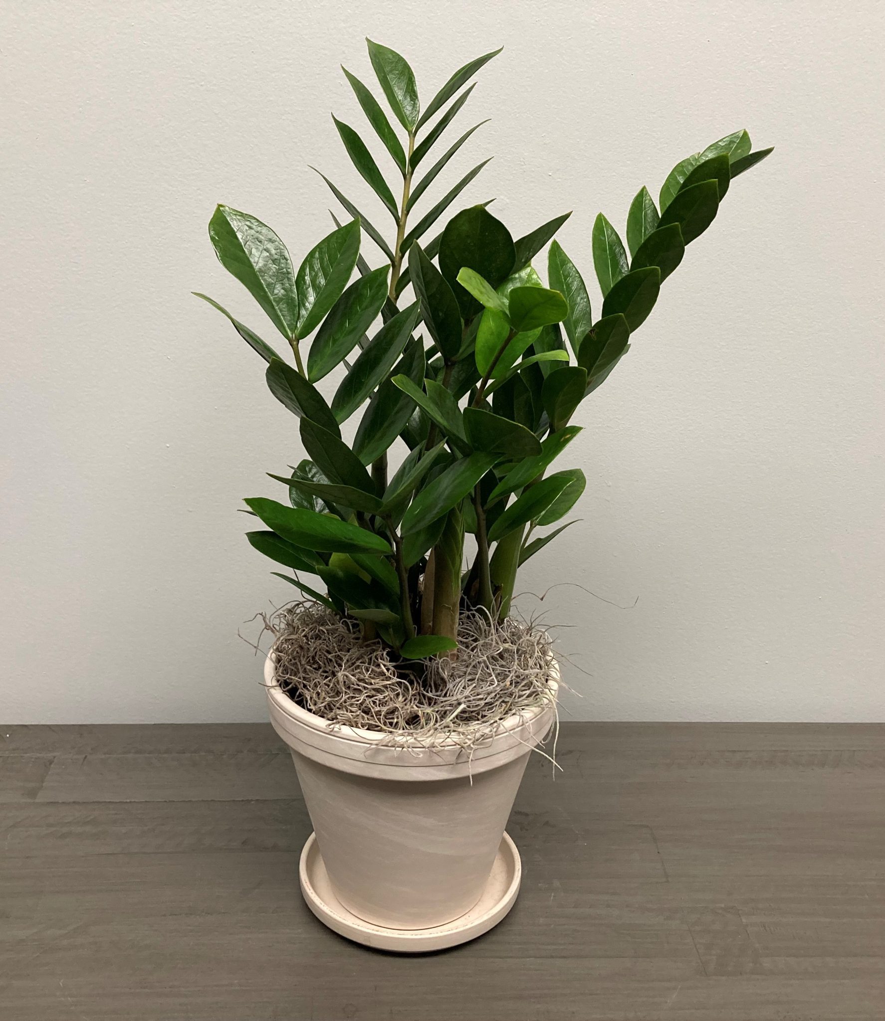 ZZ PLANT – Nunan Florist and Greenhouses