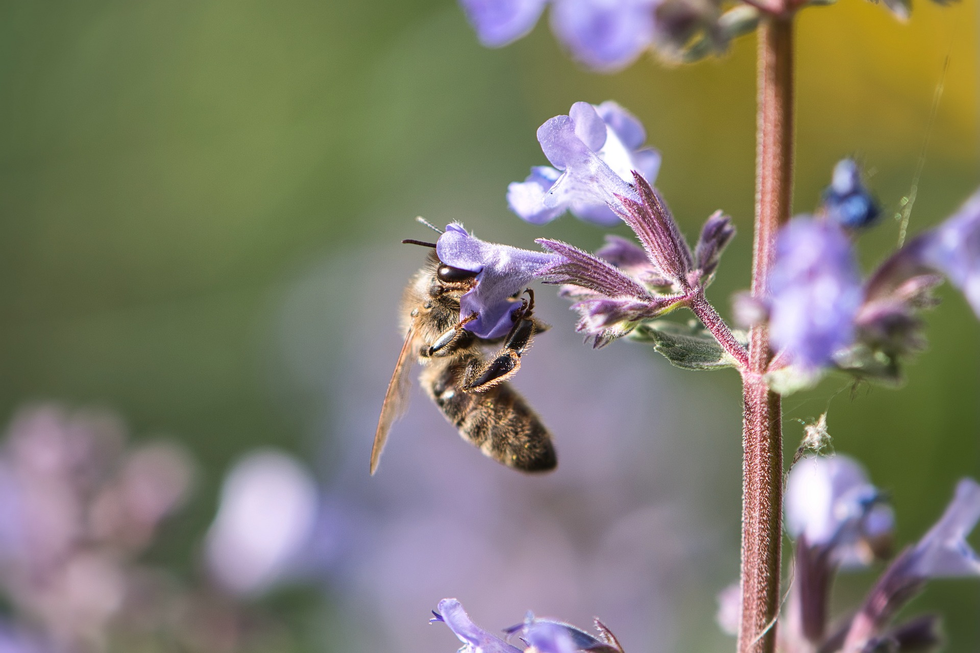 Celebrate National Pollinator Month with Nunan’s Garden Center – Nunan ...