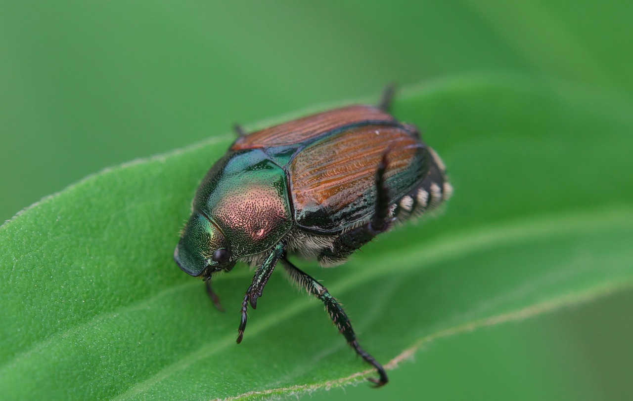Dealing with Common Summer Pests: Identifying and Managing Pests That ...