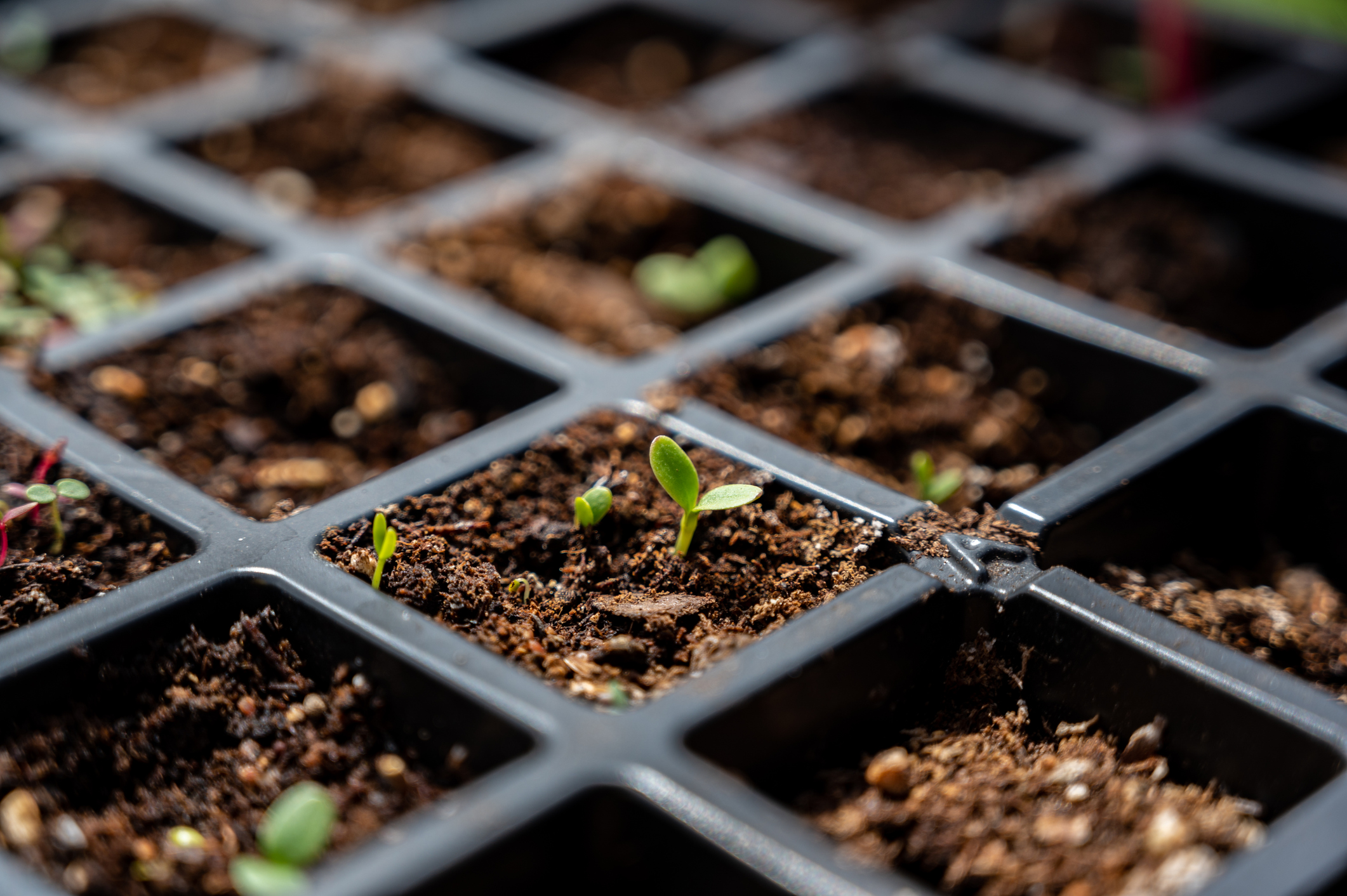 Seed Starting 101: The Basics for a Thriving Garden – Nunan Florist and ...
