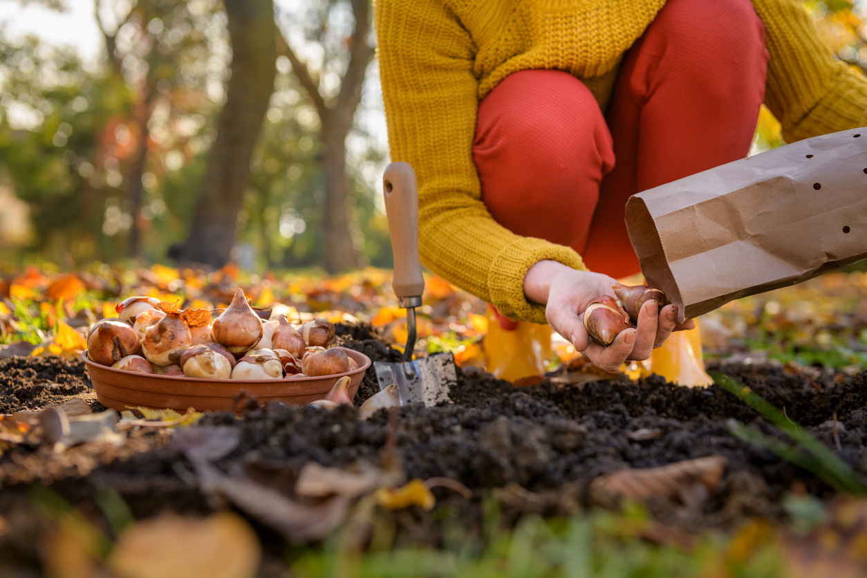 Fall Bulb Planting Guide: Tulips, Daffodils & Beyond – Nunan Florist ...